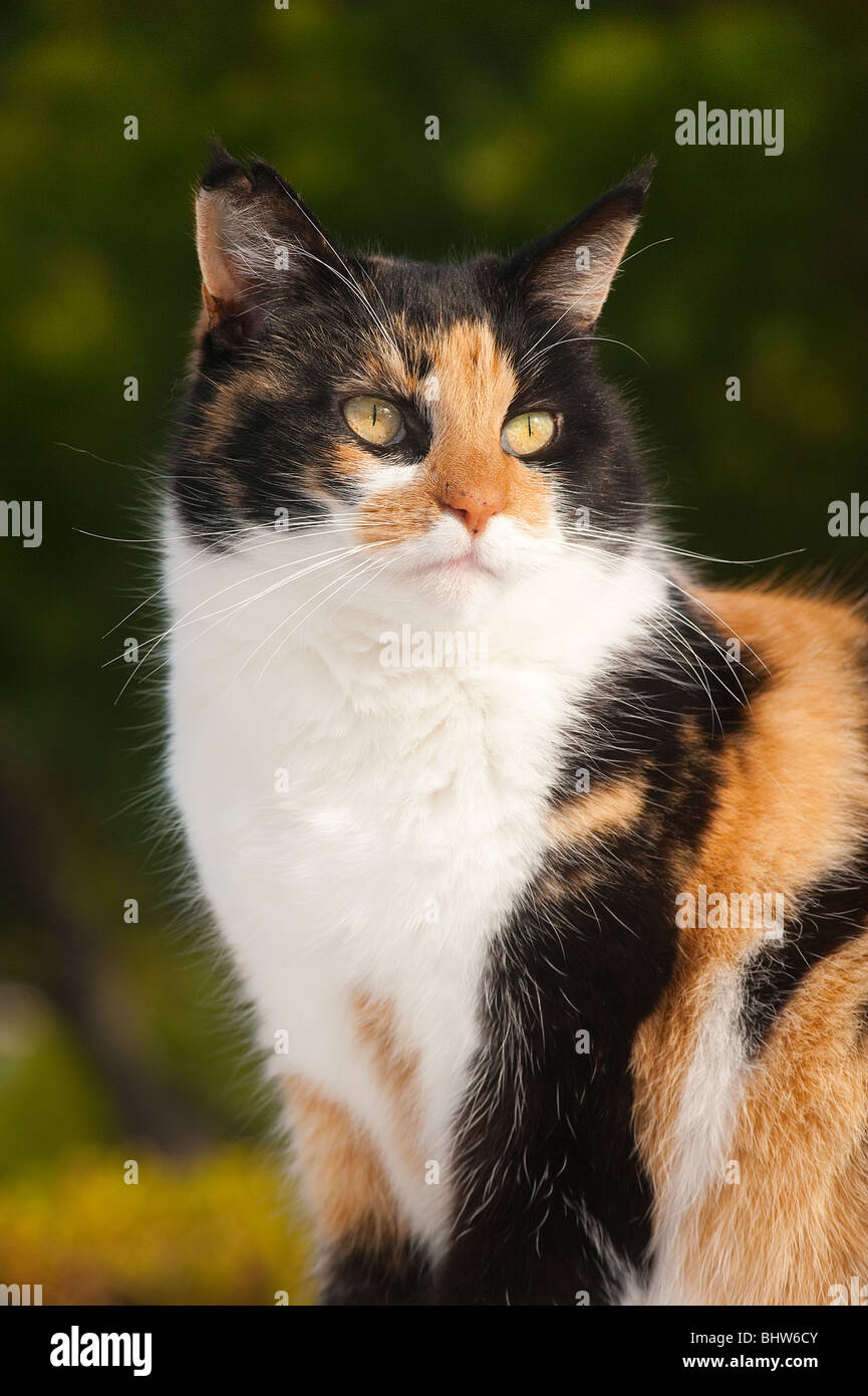 Calico (Tortie) Cat Stock Photo - Alamy