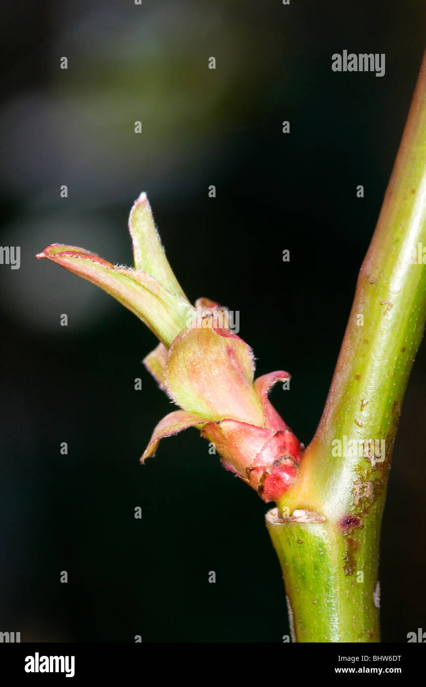 The first buds of spring Stock Photo - Alamy