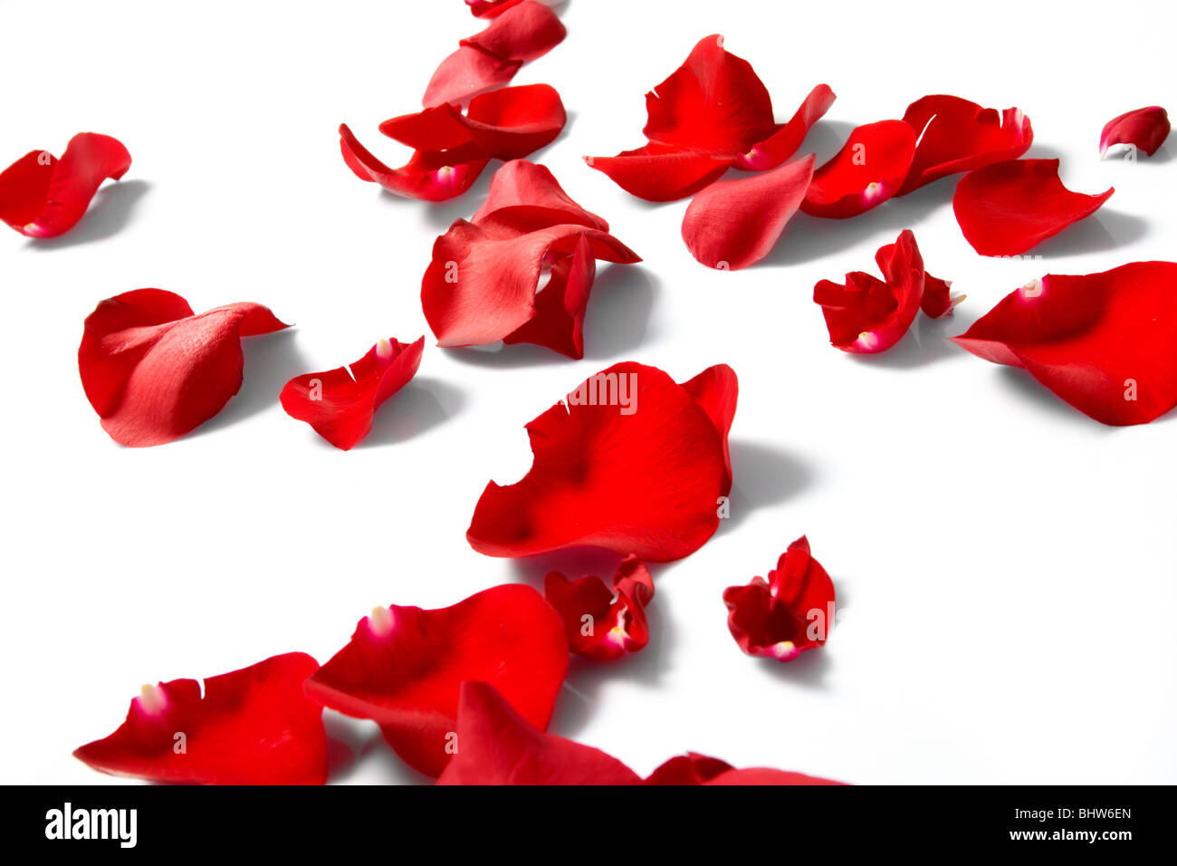 Petals of a rose, on a white background Stock Photo - Alamy
