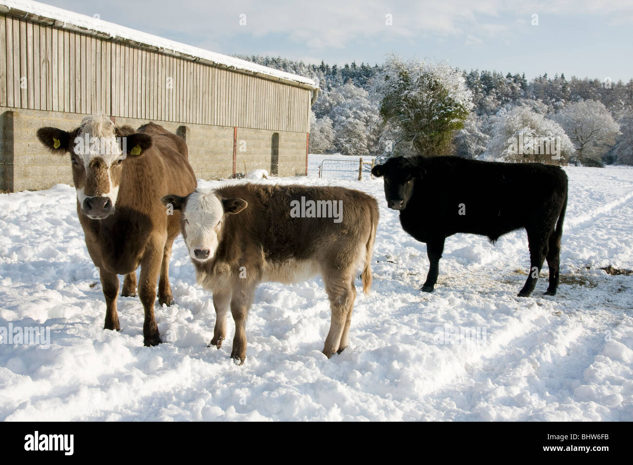 farm cattle in snow Stock Photo - Alamy