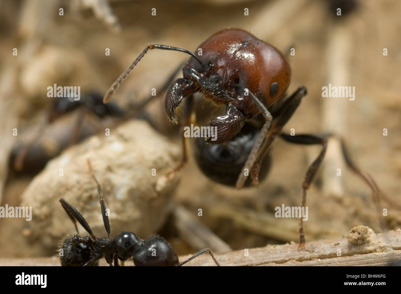 Messor barbarus the harvesting ant Stock Photo - Alamy