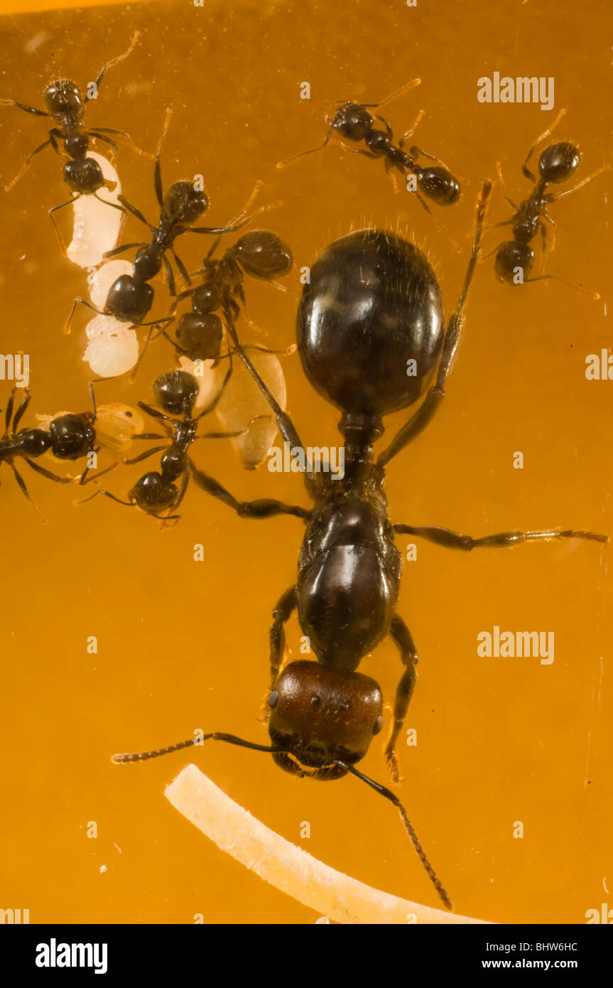 Messor barbarus the harvesting ant (Queen in controlled insectary ...