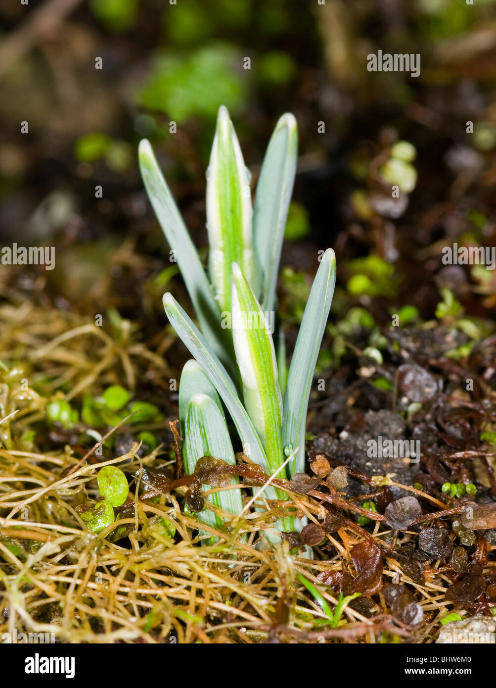 the first signs of spring. Snowdrop shoots appearing Stock Photo - Alamy