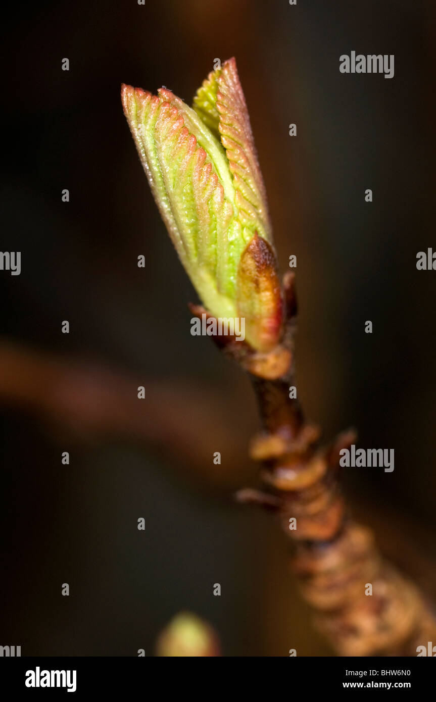 The first buds of spring Stock Photo - Alamy