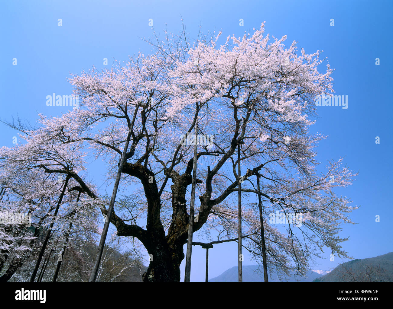 Takayama cherry blossoms hi-res stock photography and images - Alamy