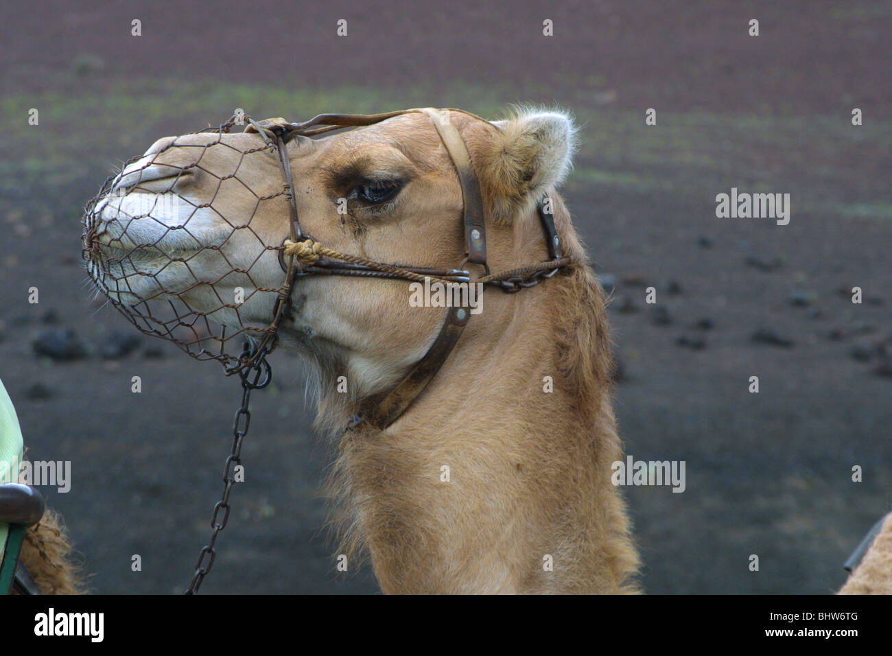 closeup Head and muzzle of camel with museliere. Moroccan Camel African ...