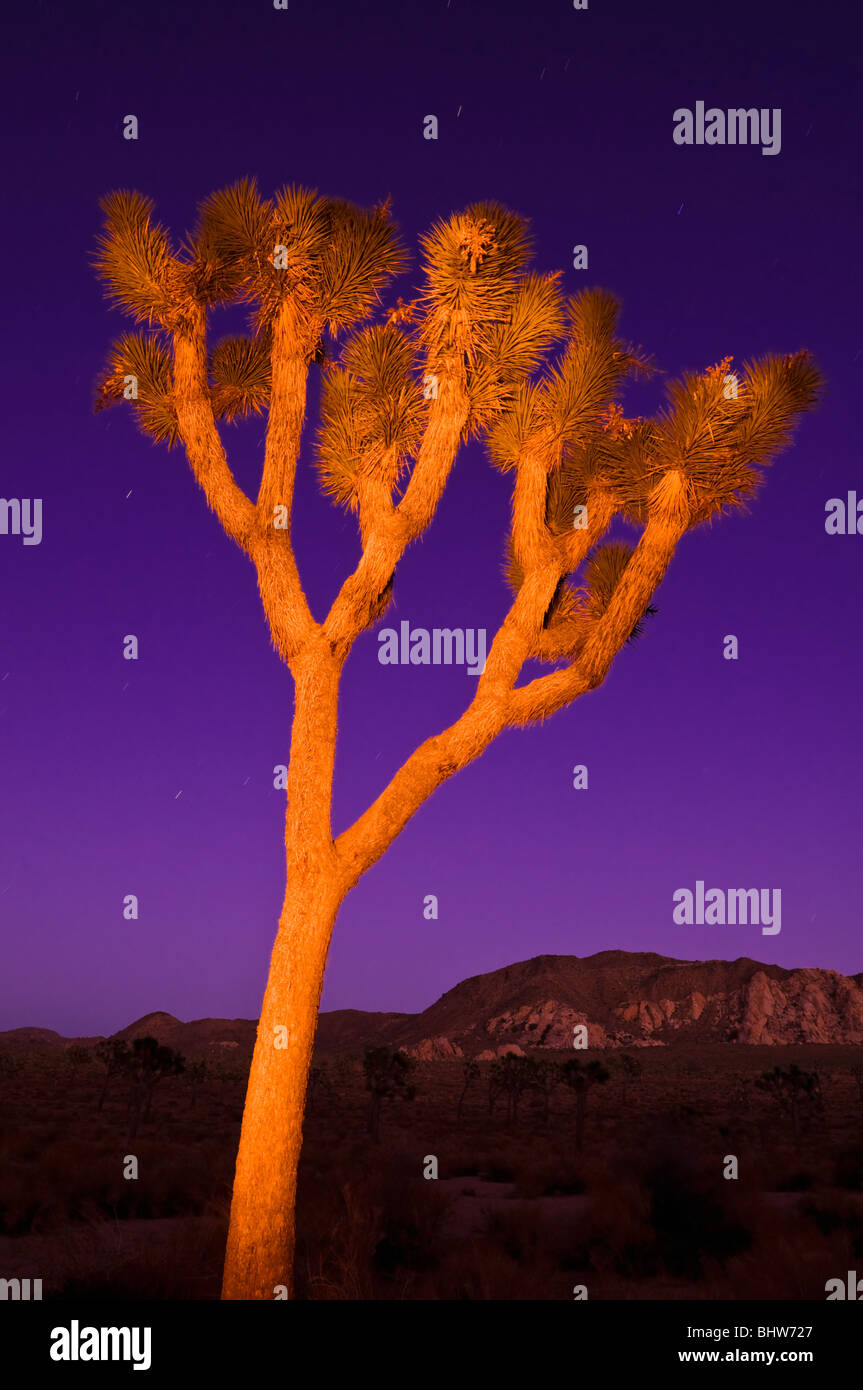 Night sky with tree hi-res stock photography and images - Alamy