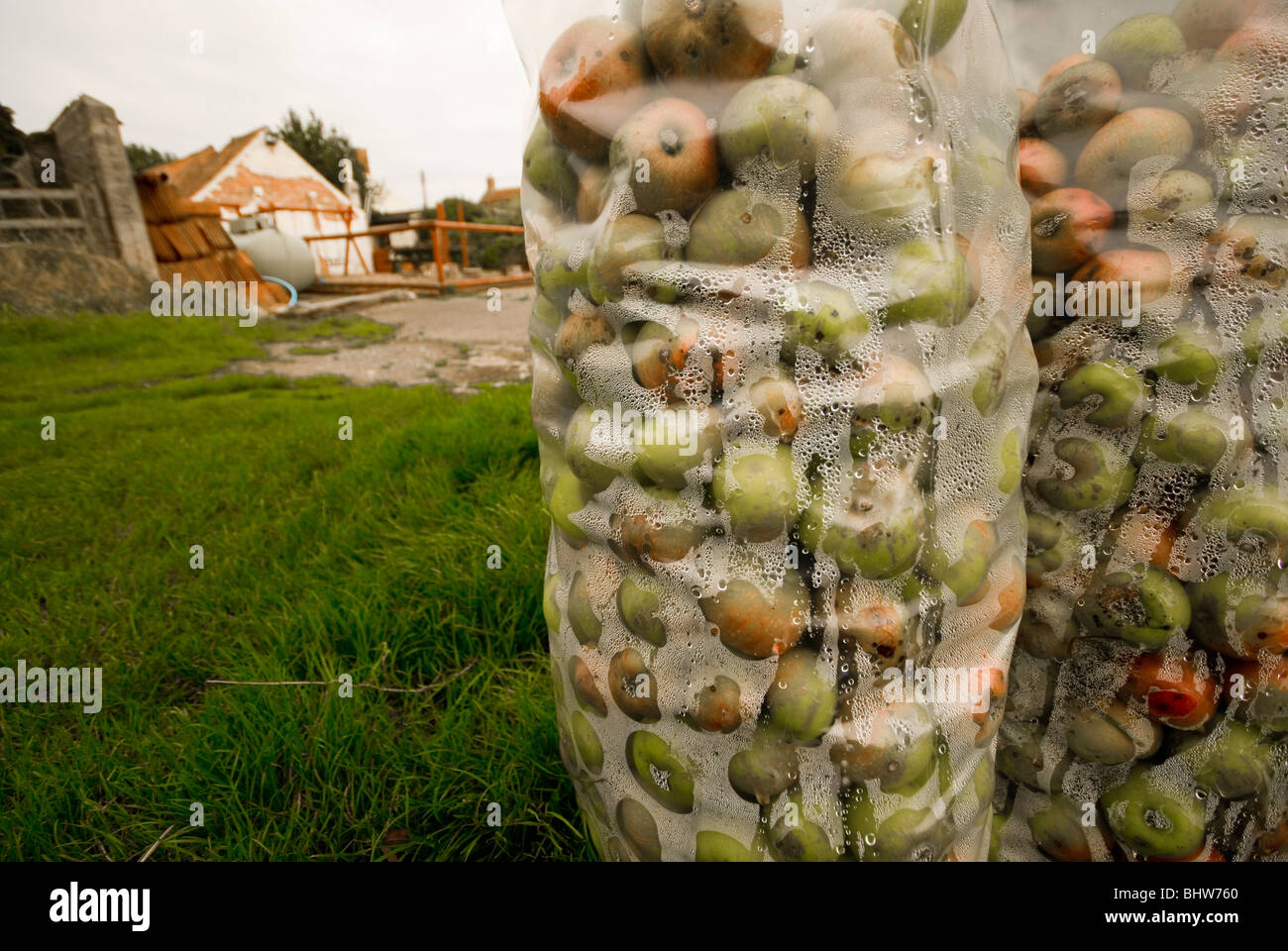 Apples bagged and ready to be pressed into cider Stock Photo - Alamy