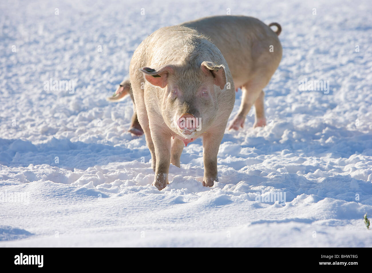 Pigs snow hi-res stock photography and images - Alamy