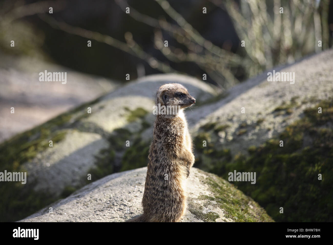 A meerkat keeping watch Stock Photo - Alamy
