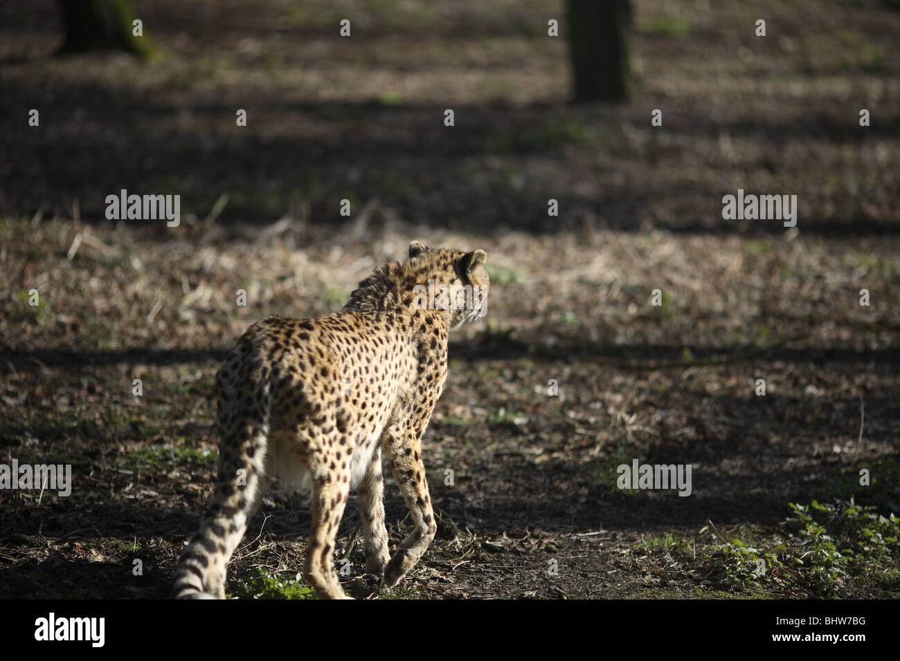 Cheetah walking hi-res stock photography and images - Alamy
