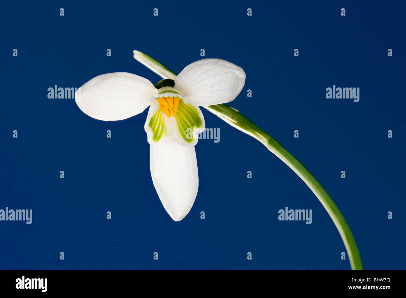 A single snowdrop against a blue Spring sky Stock Photo - Alamy