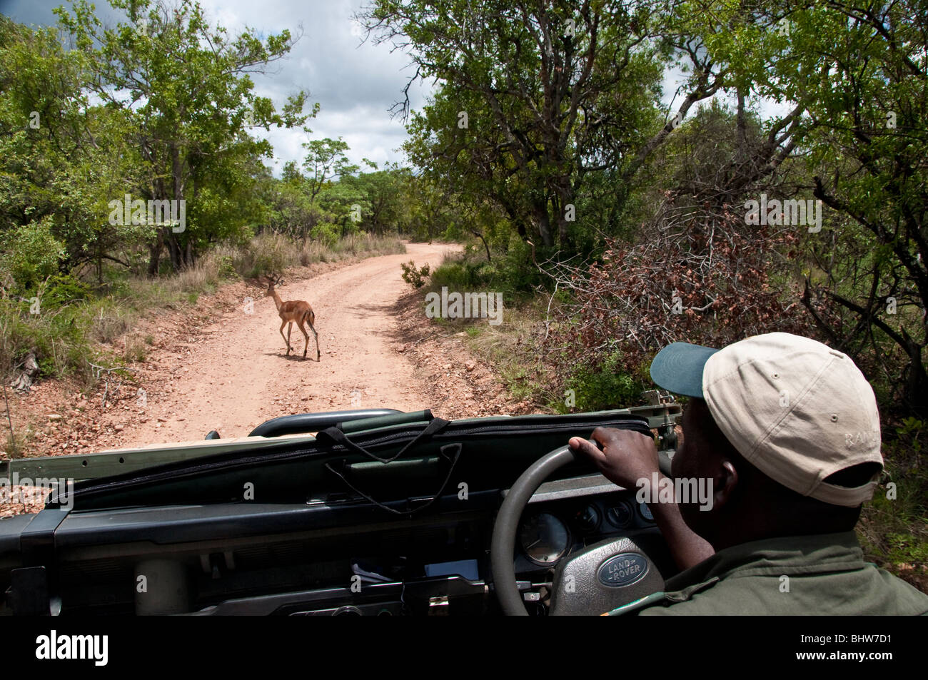 Game Drive/Safari with Ranger Stock Photo - Alamy