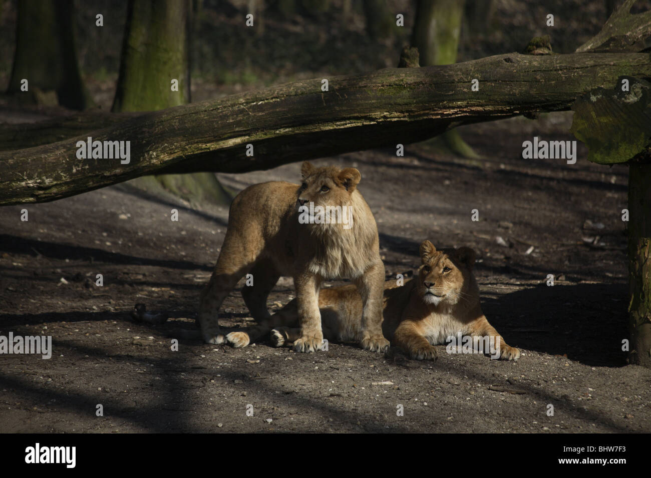 Lion shade hi-res stock photography and images - Alamy