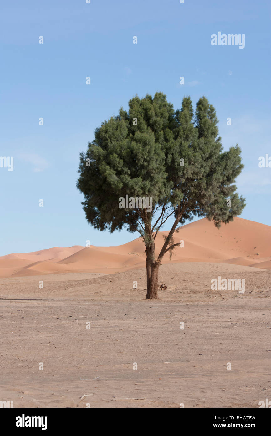 Morocco sahara plant hi-res stock photography and images - Alamy
