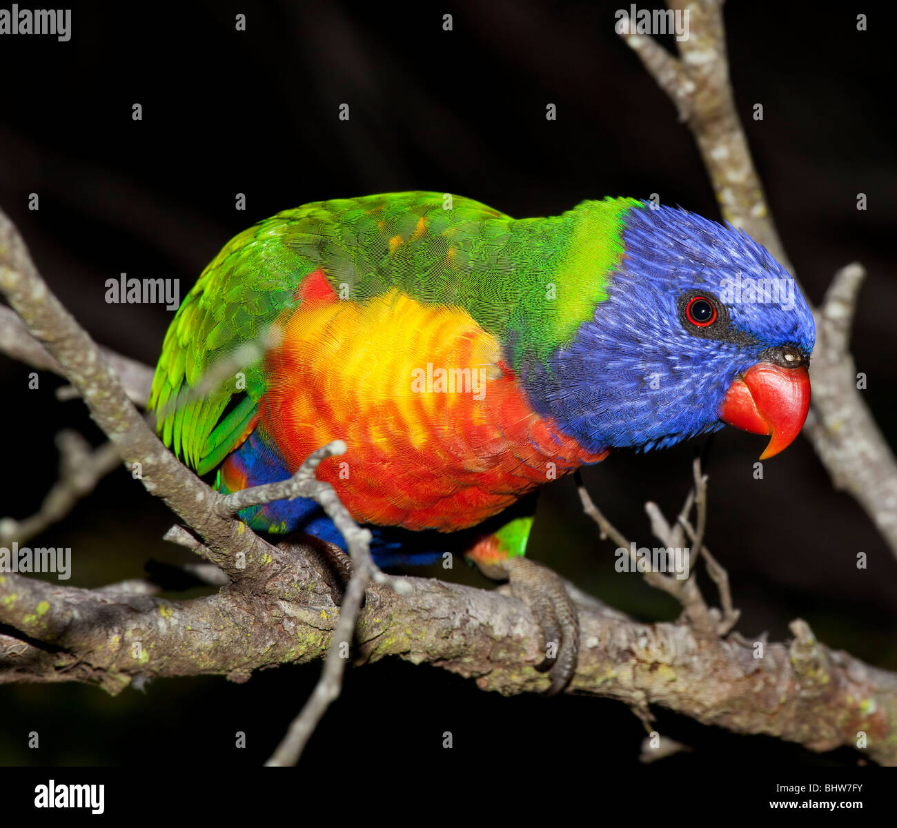 rainbow lorikeet parrot east coast of australia peeking at you Stock ...