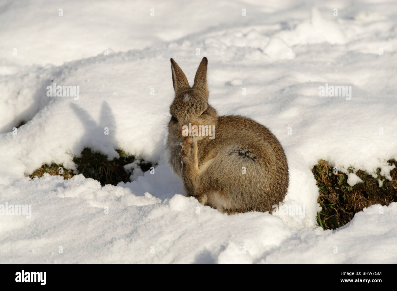 Wild rabbit resting hi-res stock photography and images - Alamy