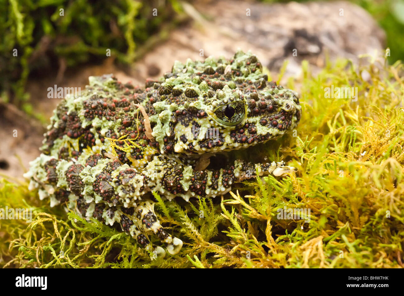 Tonkin bug eyed frog hi-res stock photography and images - Alamy