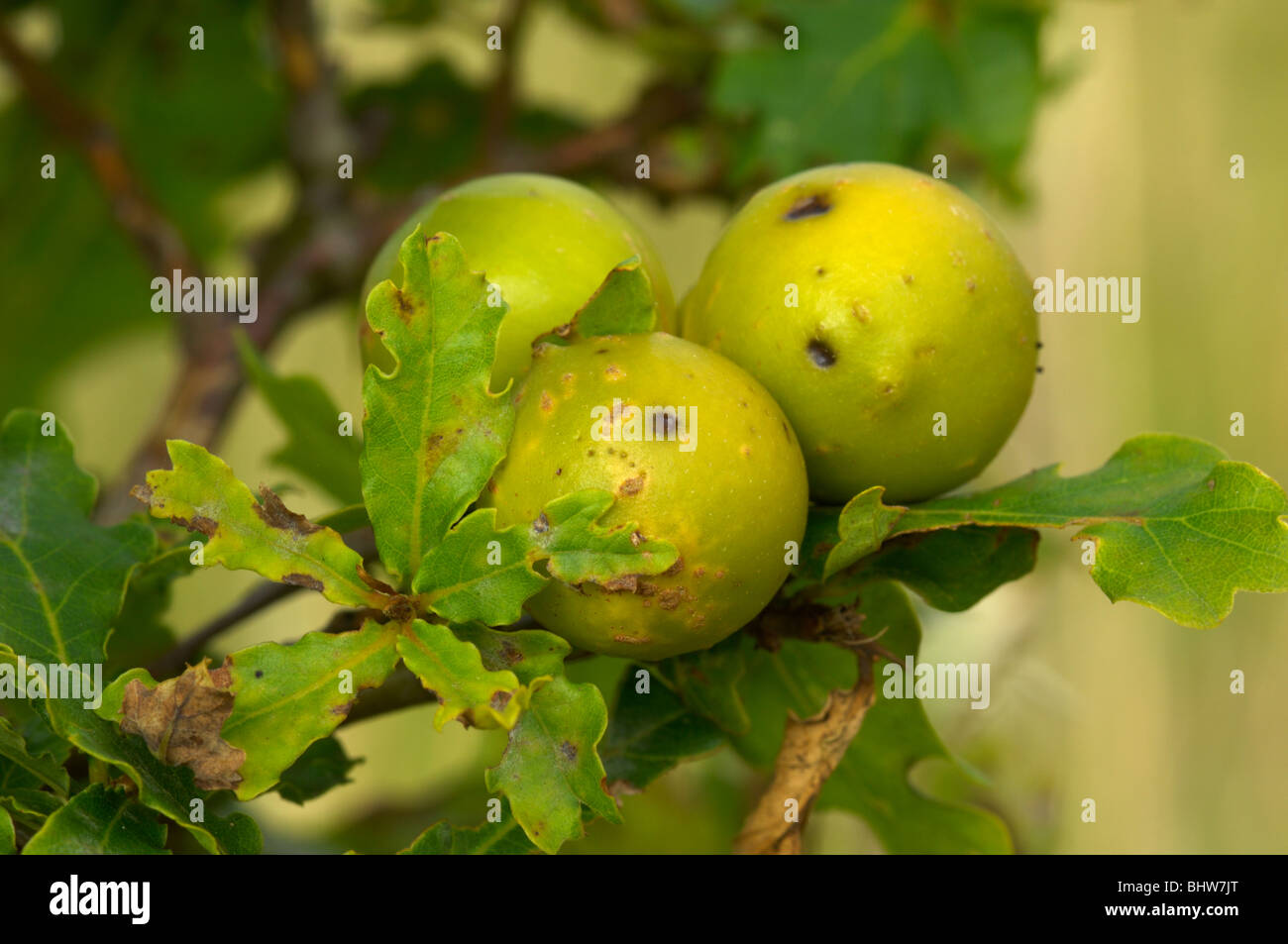 Oak Gall on small Oak Tree Stock Photo - Alamy
