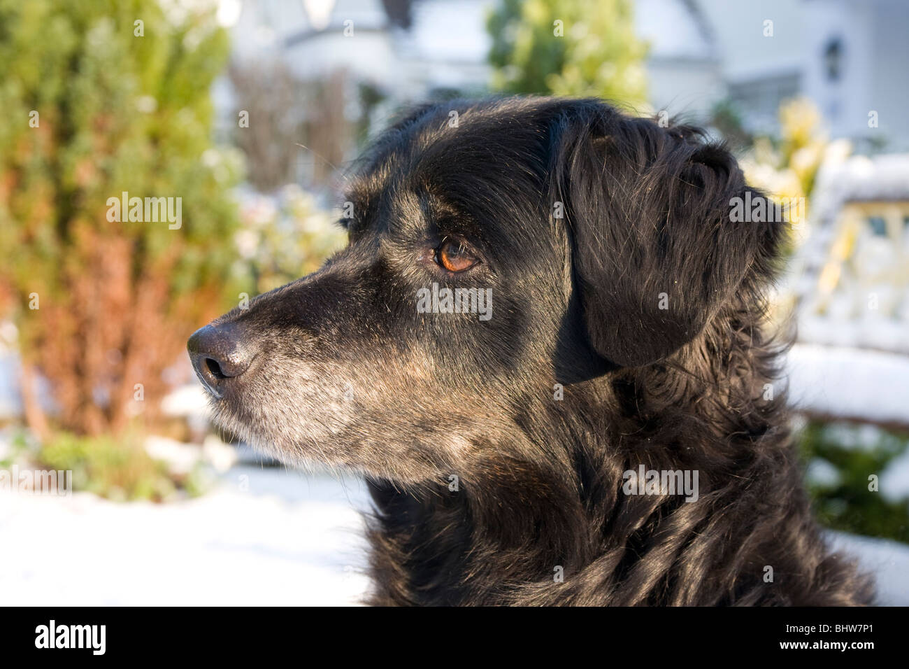 black mongrel in snow Stock Photo - Alamy