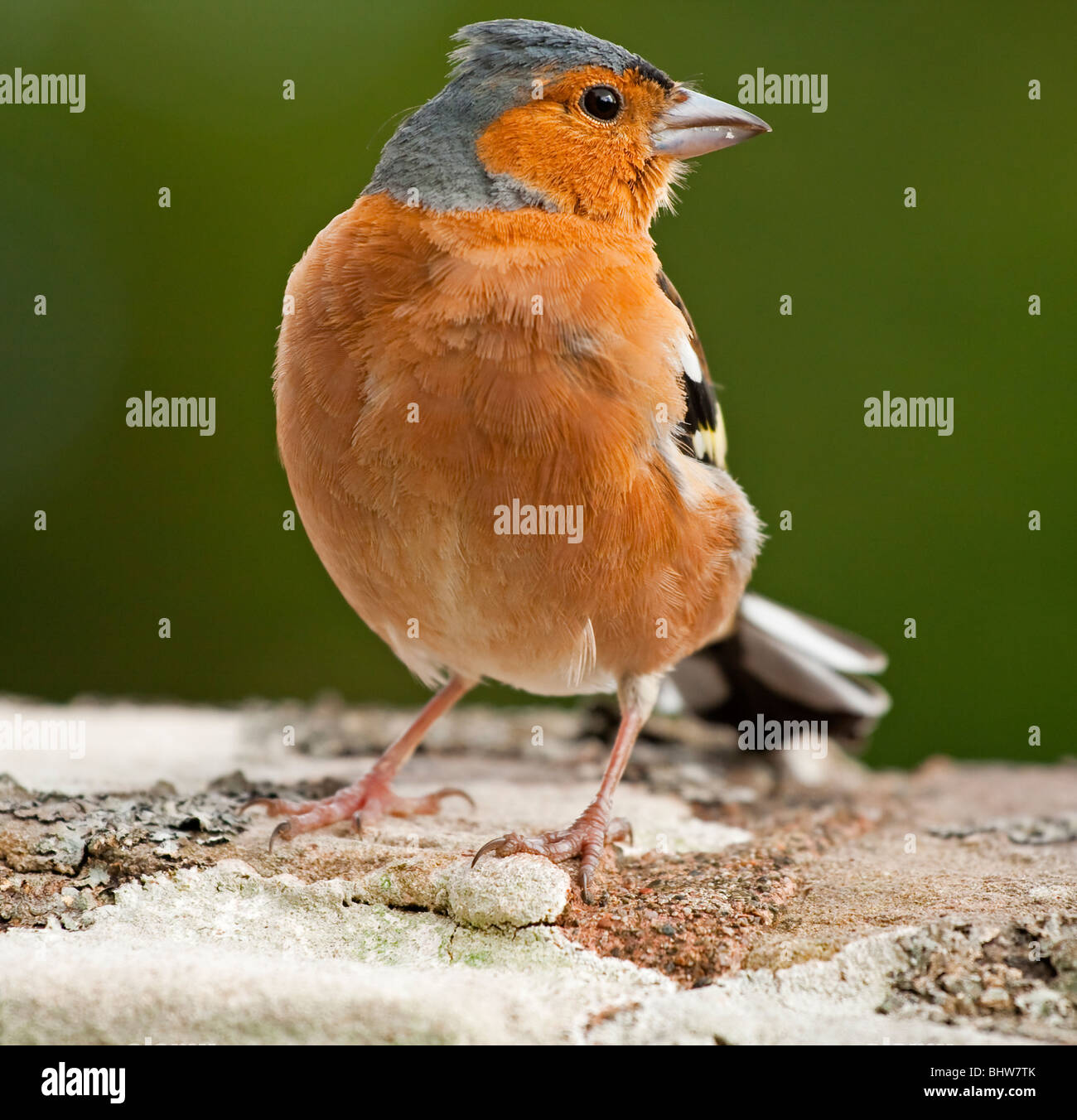 Commonly found in uk gardens hi-res stock photography and images - Alamy