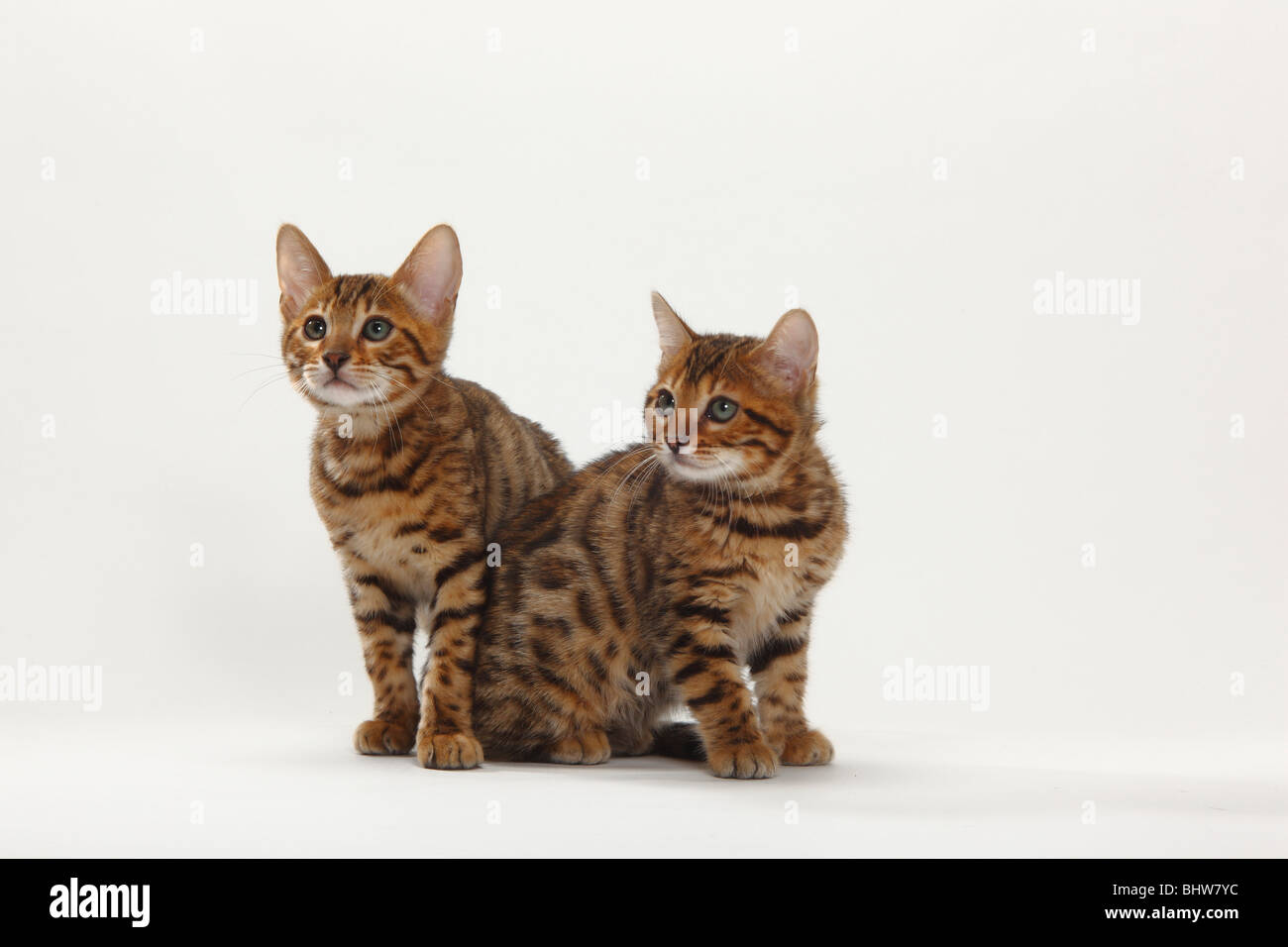 Bengal Cat, kittens, 11 weeks Stock Photo - Alamy