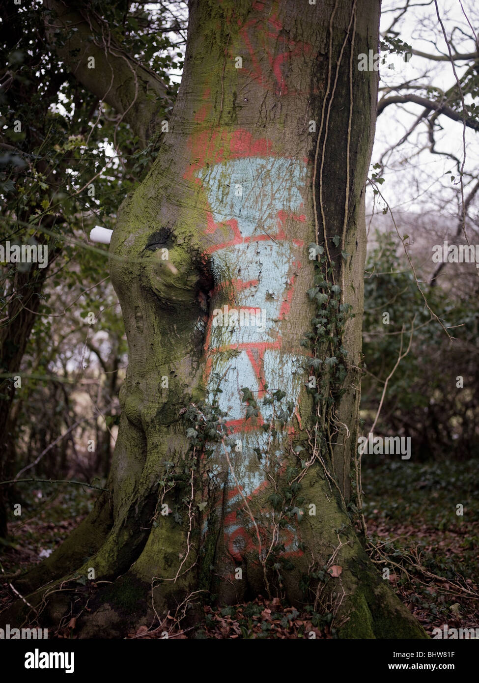 Tree with grafitti paint on it Stock Photo - Alamy