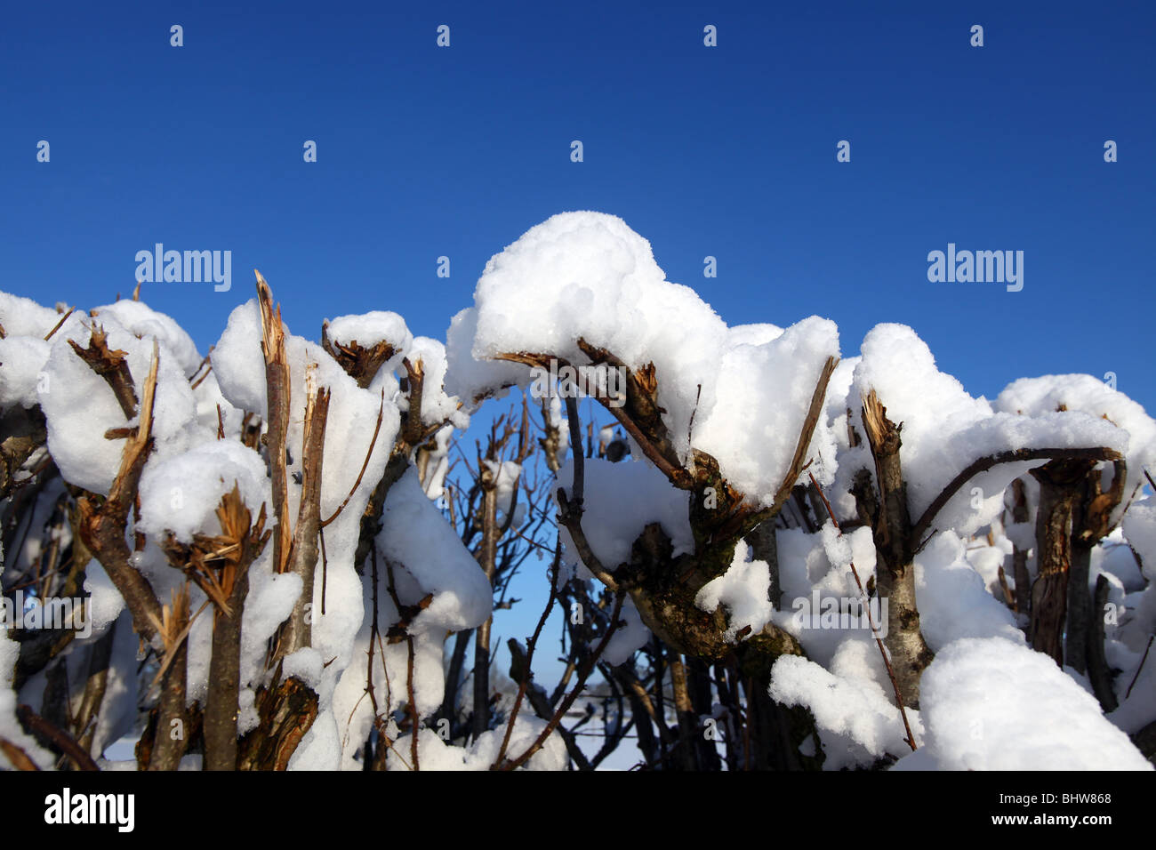 Snow covered hedge Stock Photo - Alamy