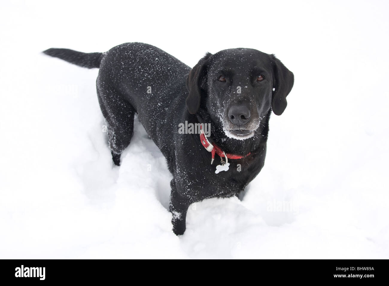 black labrador in snow Stock Photo - Alamy