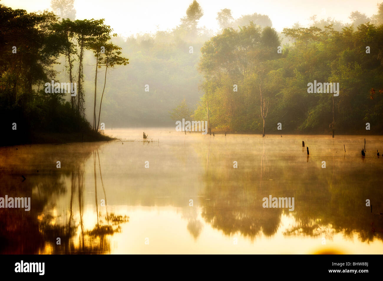 Tropical forest, Laos Stock Photo - Alamy
