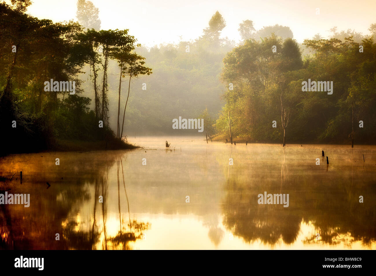Tropical forest, Laos Stock Photo - Alamy
