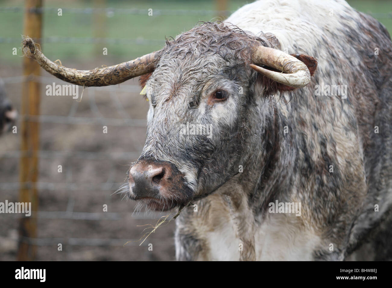 Old english longhorn cattle hi-res stock photography and images - Alamy
