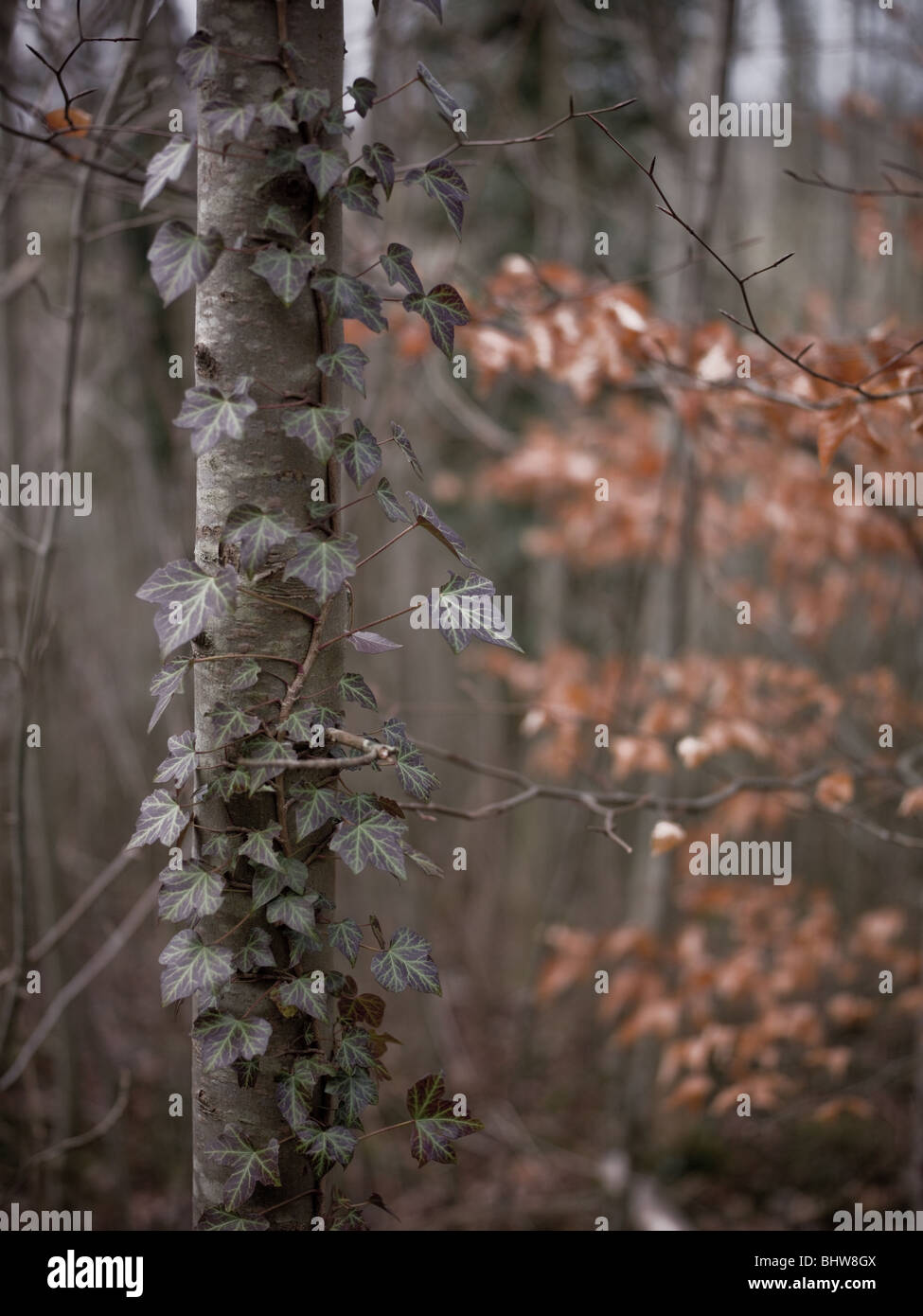 Trtee hi-res stock photography and images - Alamy