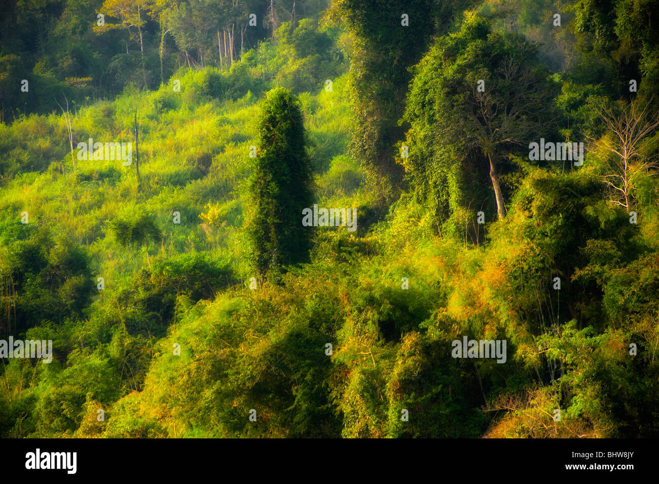 Tropical forest, Laos Stock Photo - Alamy