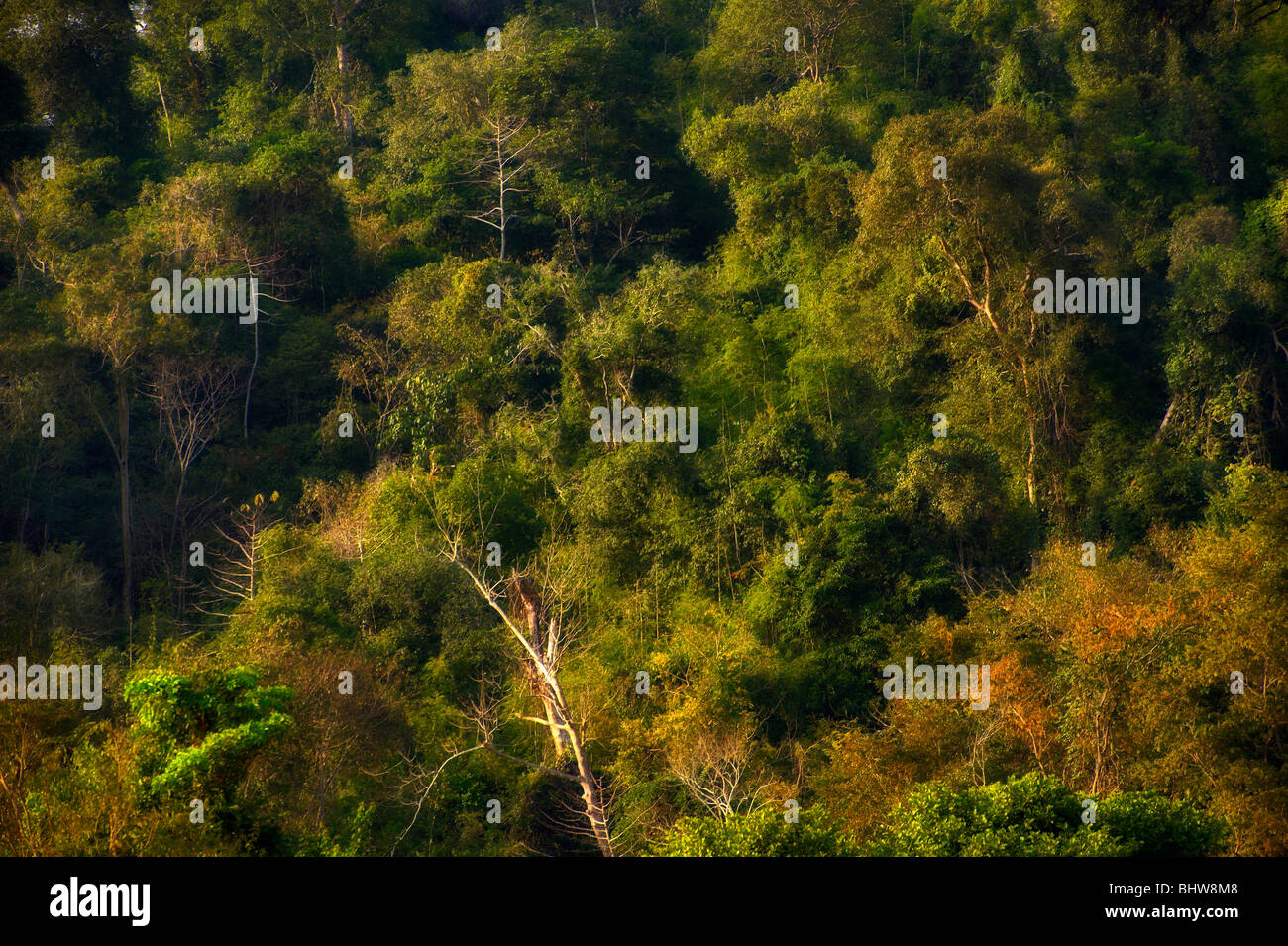 Tropical forest, Laos Stock Photo - Alamy