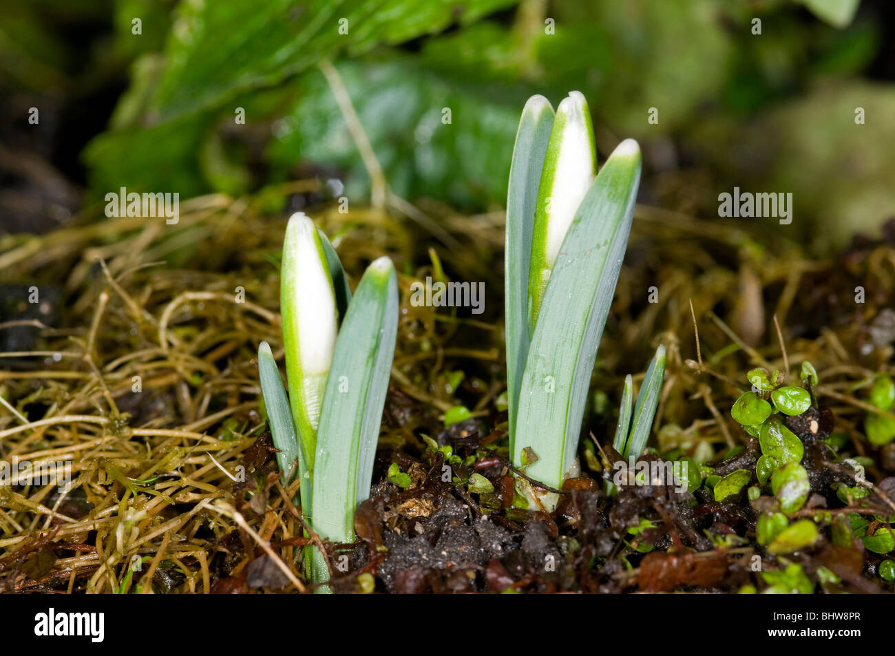 the first signs of spring. Snowdrop shoots appearing Stock Photo - Alamy