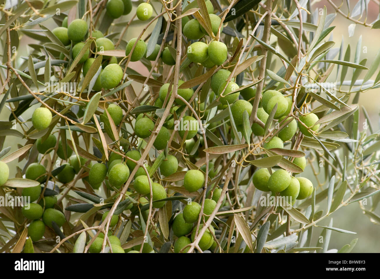 Olive tree bearing fruit Stock Photo - Alamy