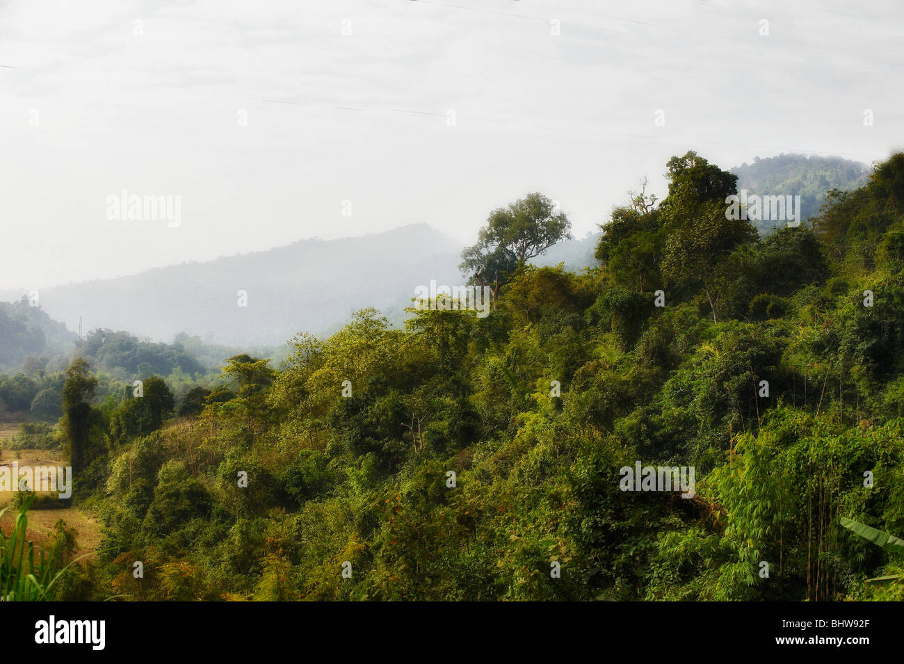 Rain forest laos hi-res stock photography and images - Alamy