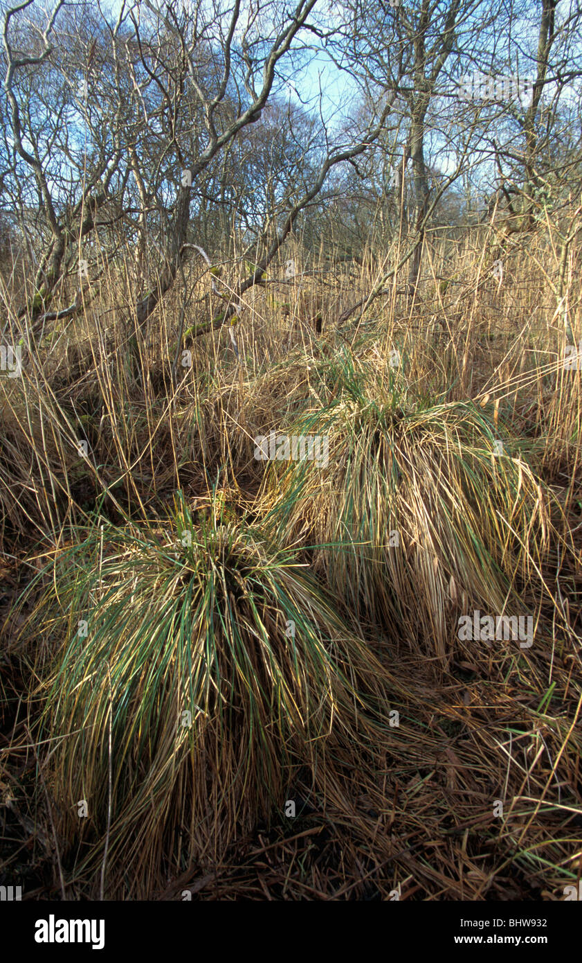 Tussock Sedge carex paniculata in wet woodland at Newham Bog National ...