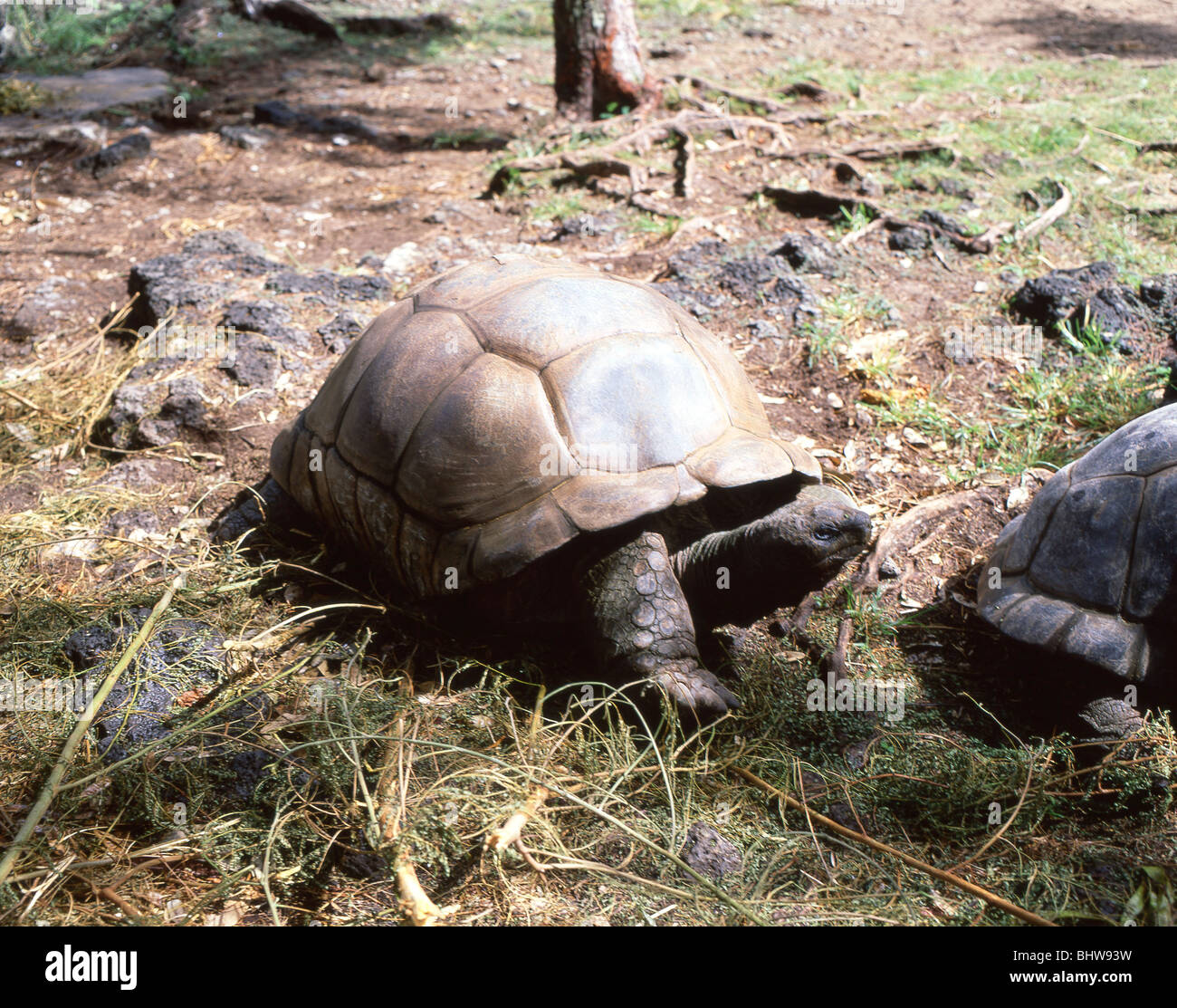 Giant aldabra tortoises hi-res stock photography and images - Alamy