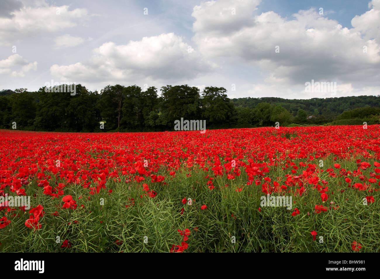 Kent poppies hi-res stock photography and images - Alamy