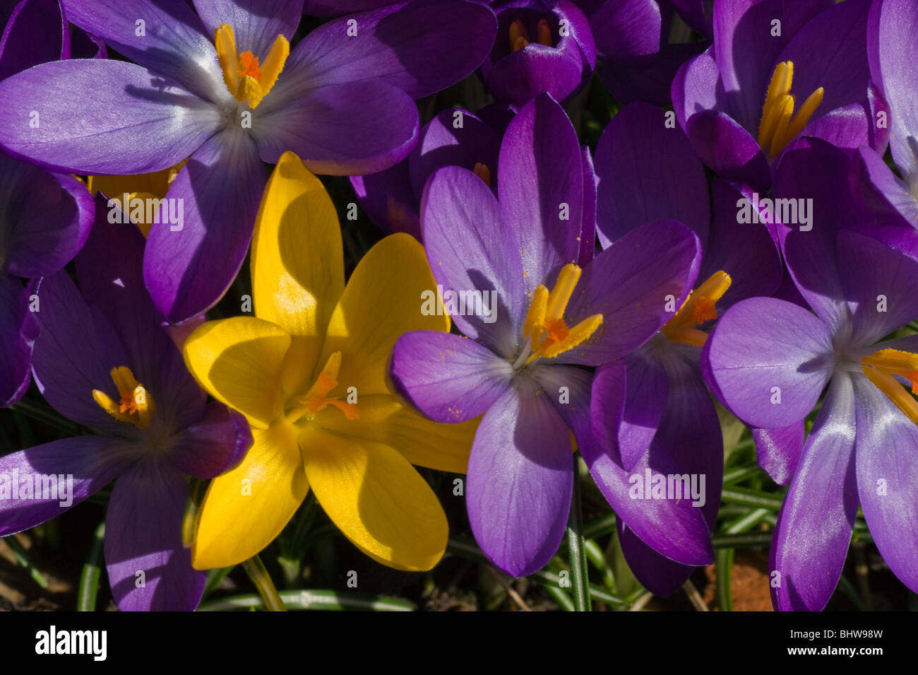 Gold crocus stamen hi-res stock photography and images - Alamy