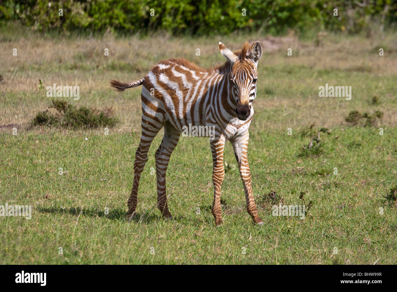 Baby zebra hi-res stock photography and images - Alamy