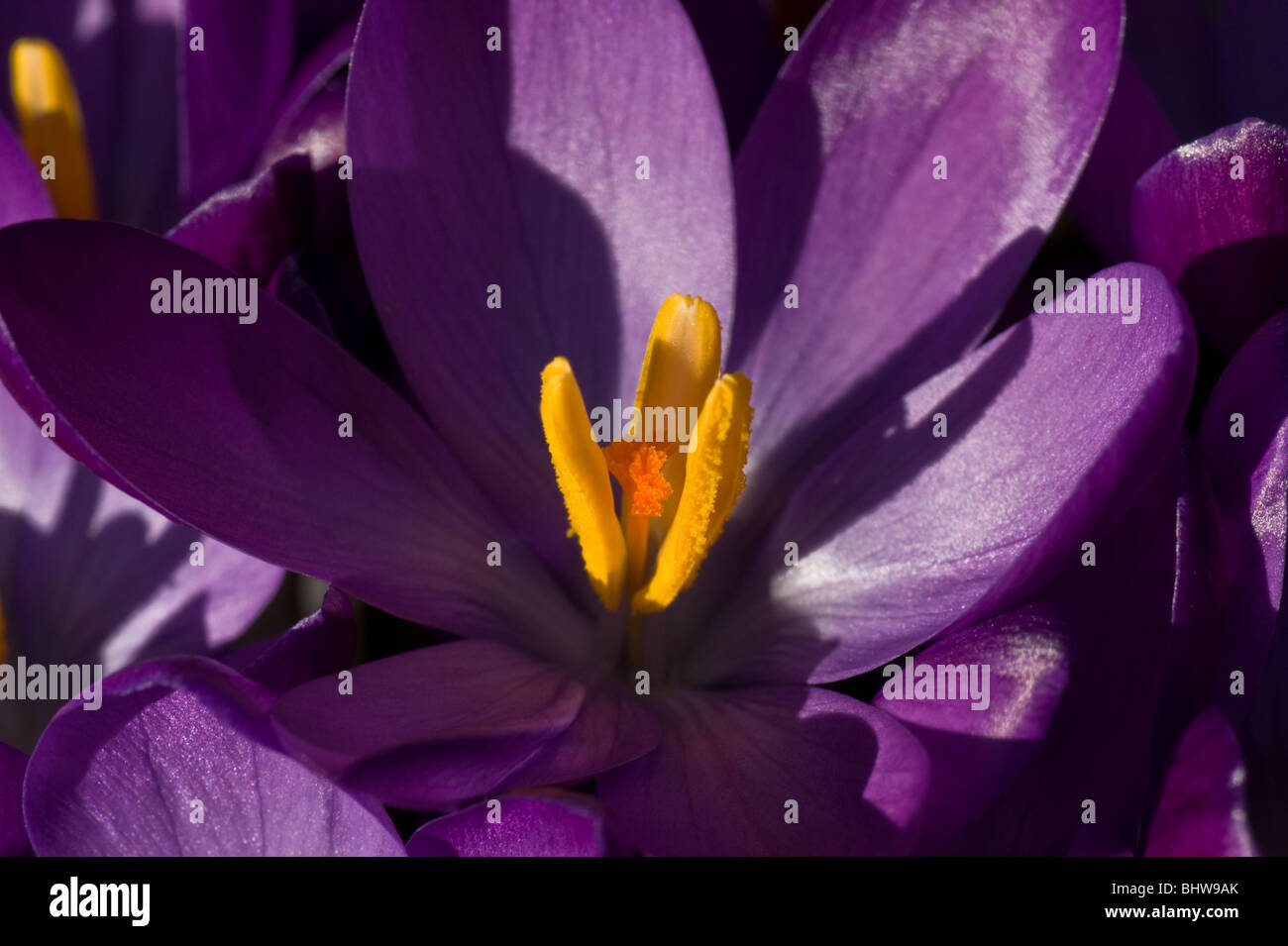 Gold crocus stamen hi-res stock photography and images - Alamy