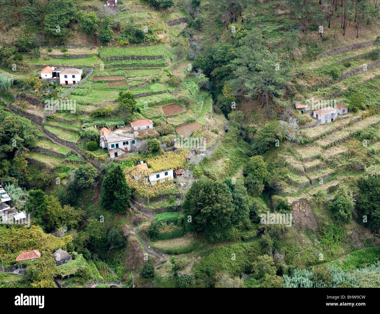 Terraced farming on the slopes of Madeira Stock Photo - Alamy
