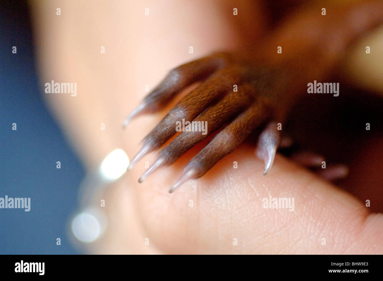 Paw of a baby squirrel Stock Photo - Alamy