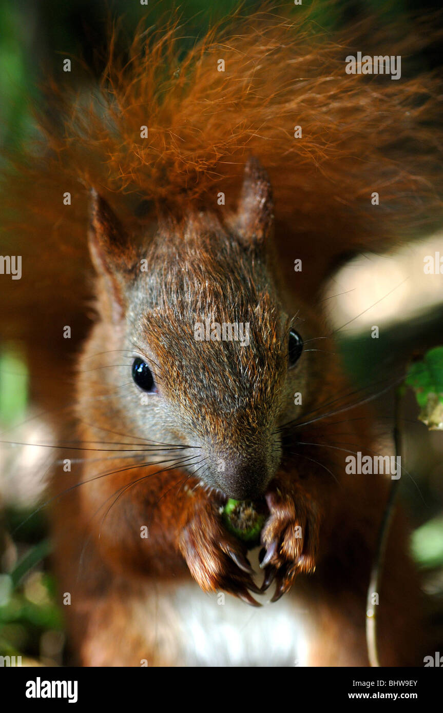 A squirrel with a nut Stock Photo - Alamy