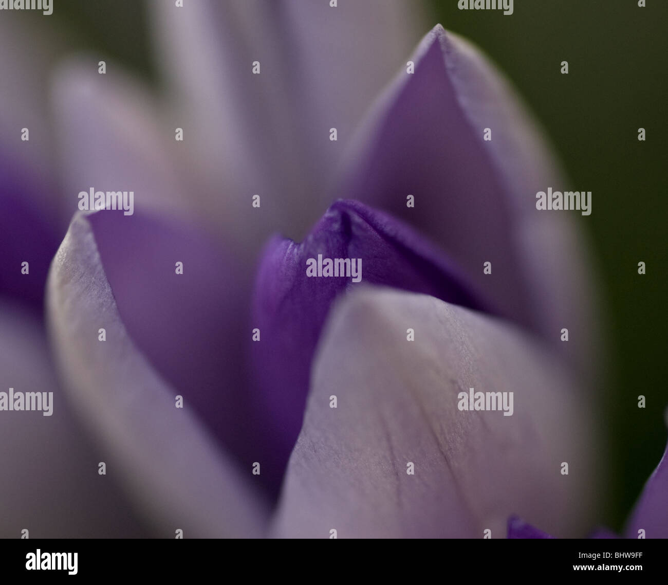 Macro shot of a crocus budding Stock Photo - Alamy