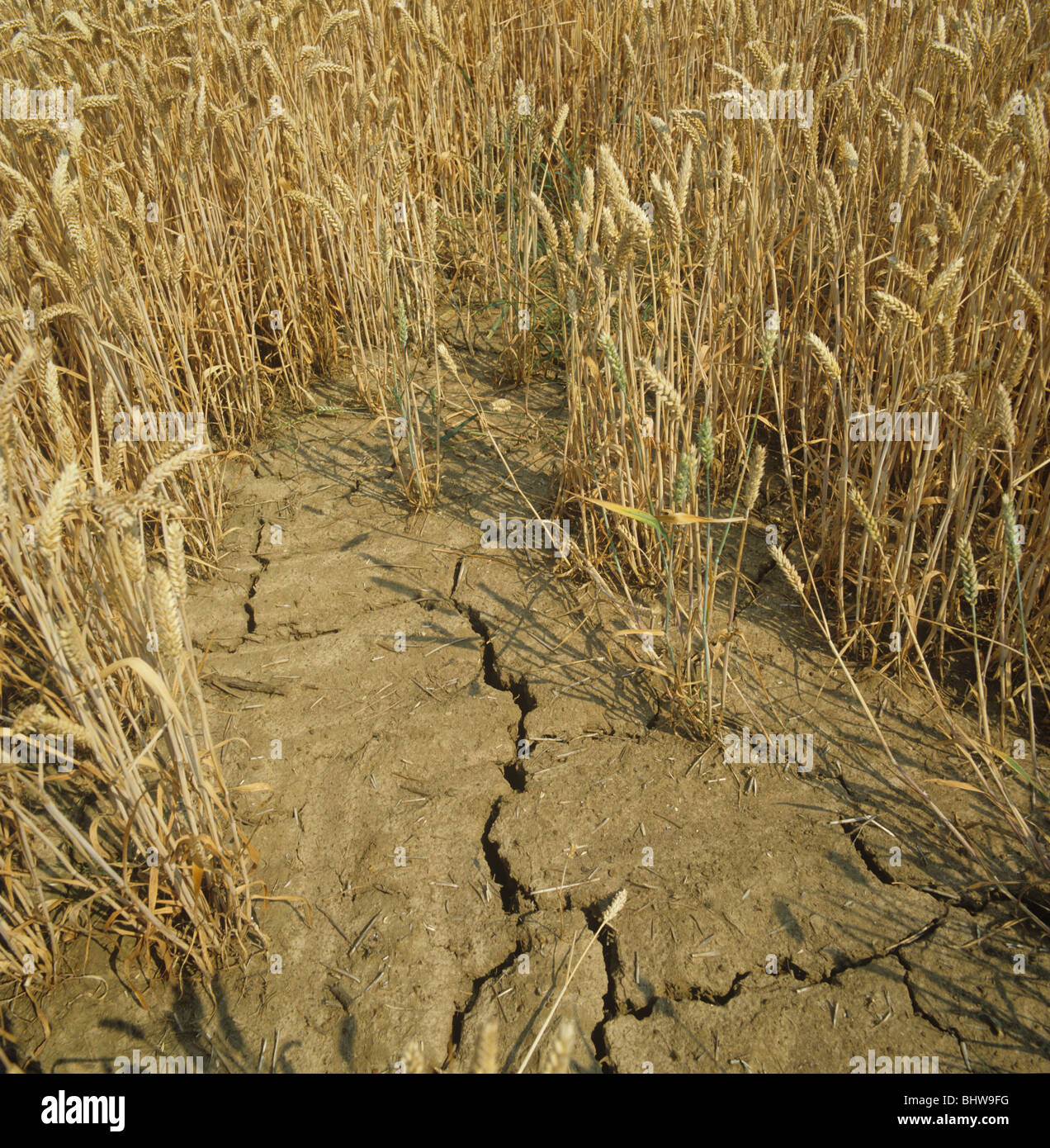 Crops drought hi-res stock photography and images - Alamy