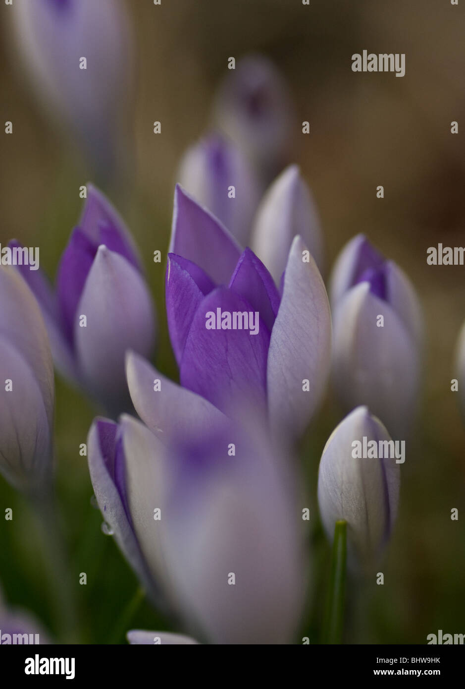 Crocus closed petals hi-res stock photography and images - Alamy